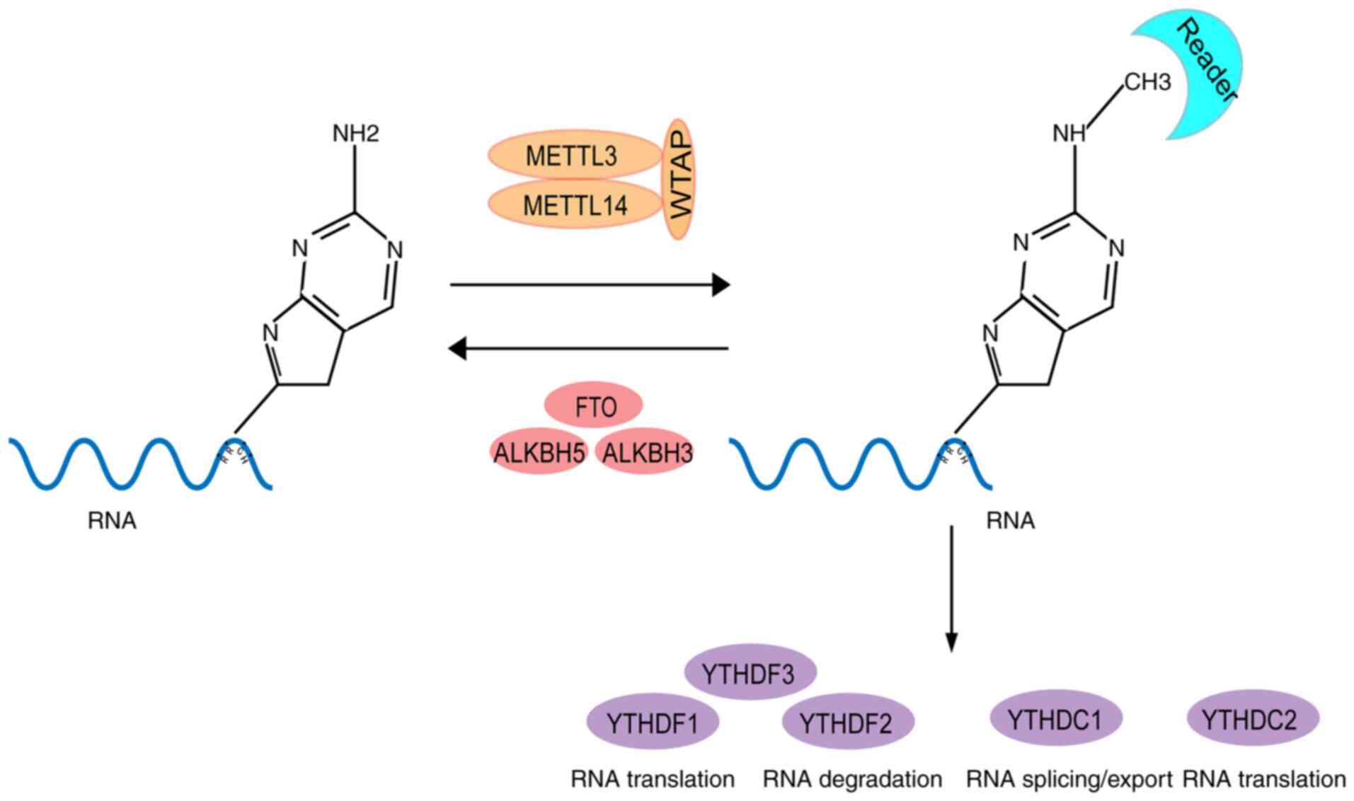 Role of m6A in osteoporosis, arthritis and osteosarcoma (Review)