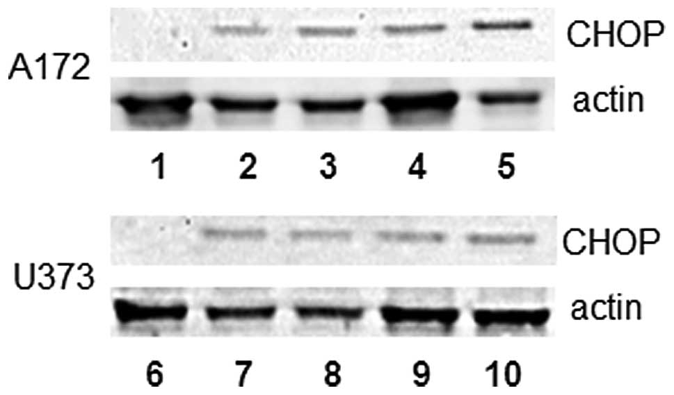 CHOP and caspase 3 induction underlie glioblastoma cell death in ...