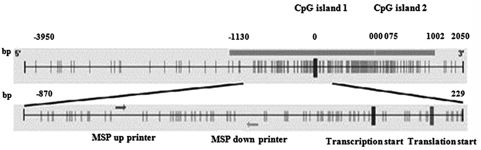 Detection and analysis of the methylation status of PTCH1 gene involved ...