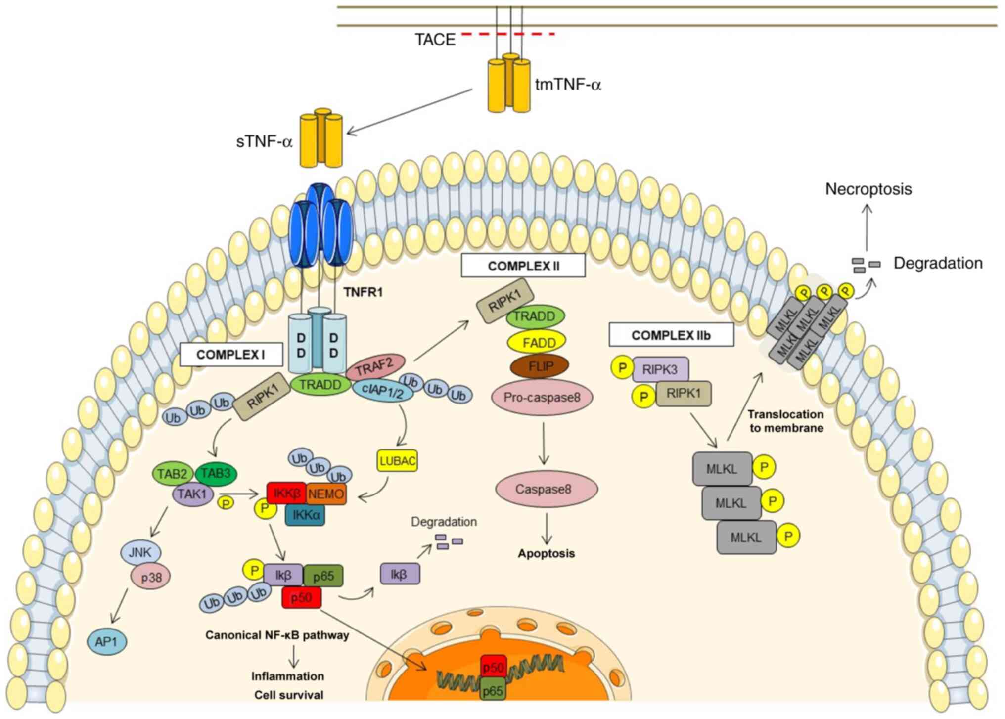 Tumor Necrosis Factor In Systemic Lupus Erythematosus Structure 