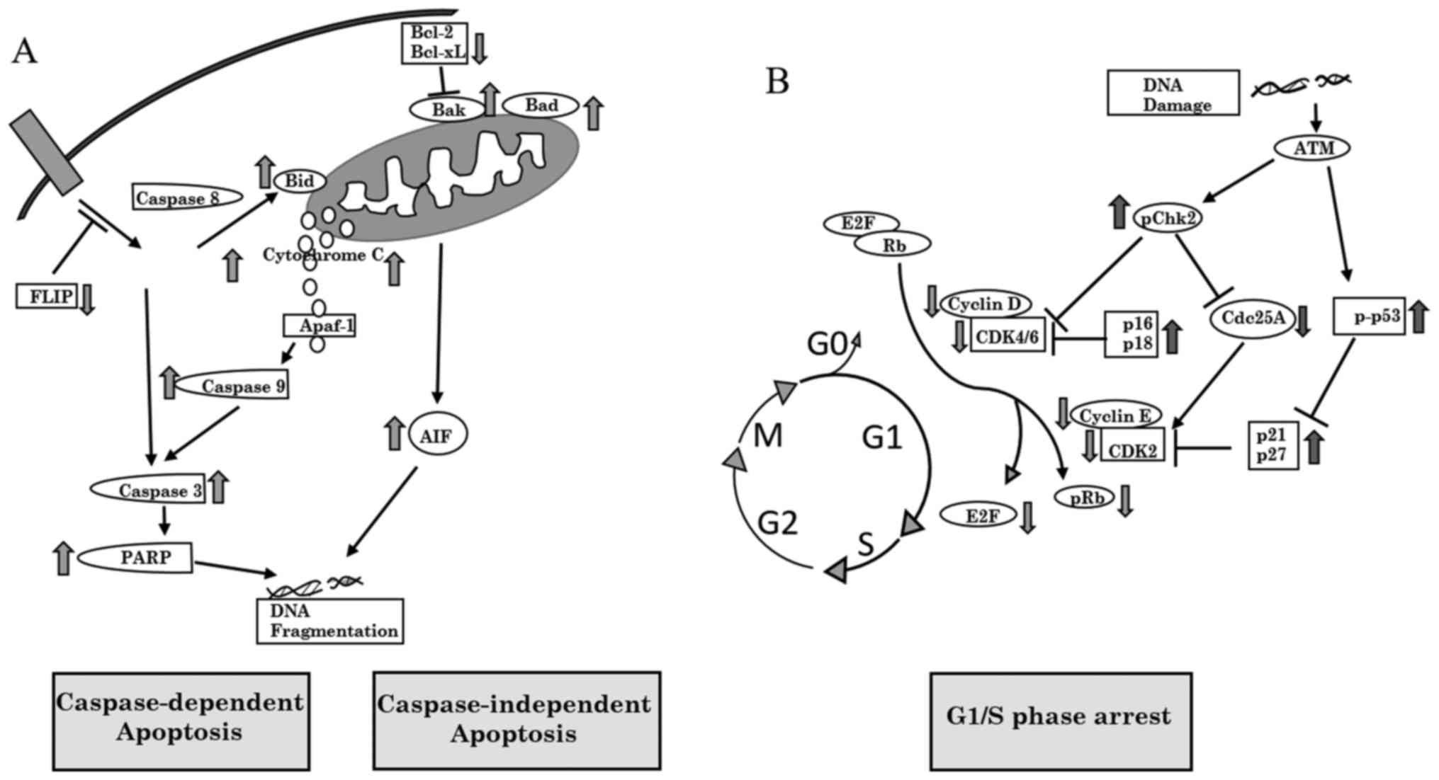 Induction Of Apoptosis And G1 Phase Cell Cycle Arrest By Aster Incisus