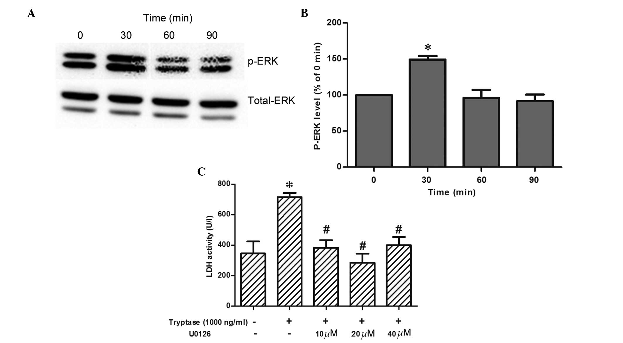 Intestinal Mucosal Injury Induced By Tryptase activated Protease Intestinal Mucosal Injury Induced By Tryptase activated Protease