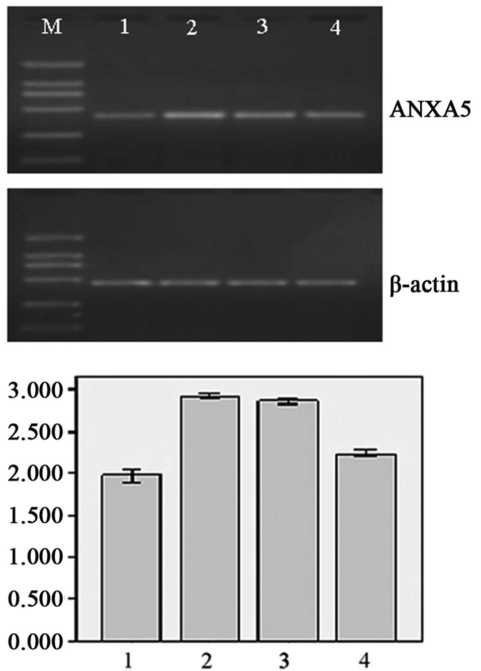 Molecular Medicine Reports