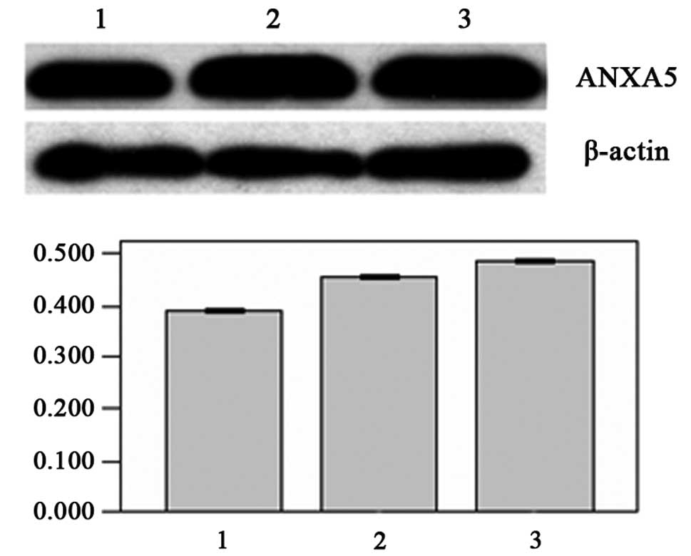 Molecular Medicine Reports
