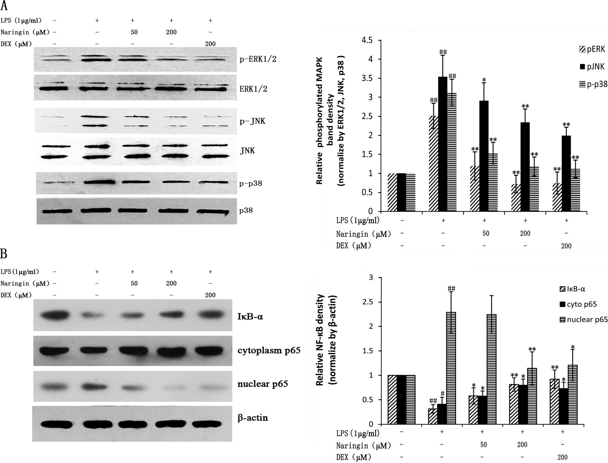 Naringin inhibits chemokine production in an LPS‑induced RAW 264.7 ...