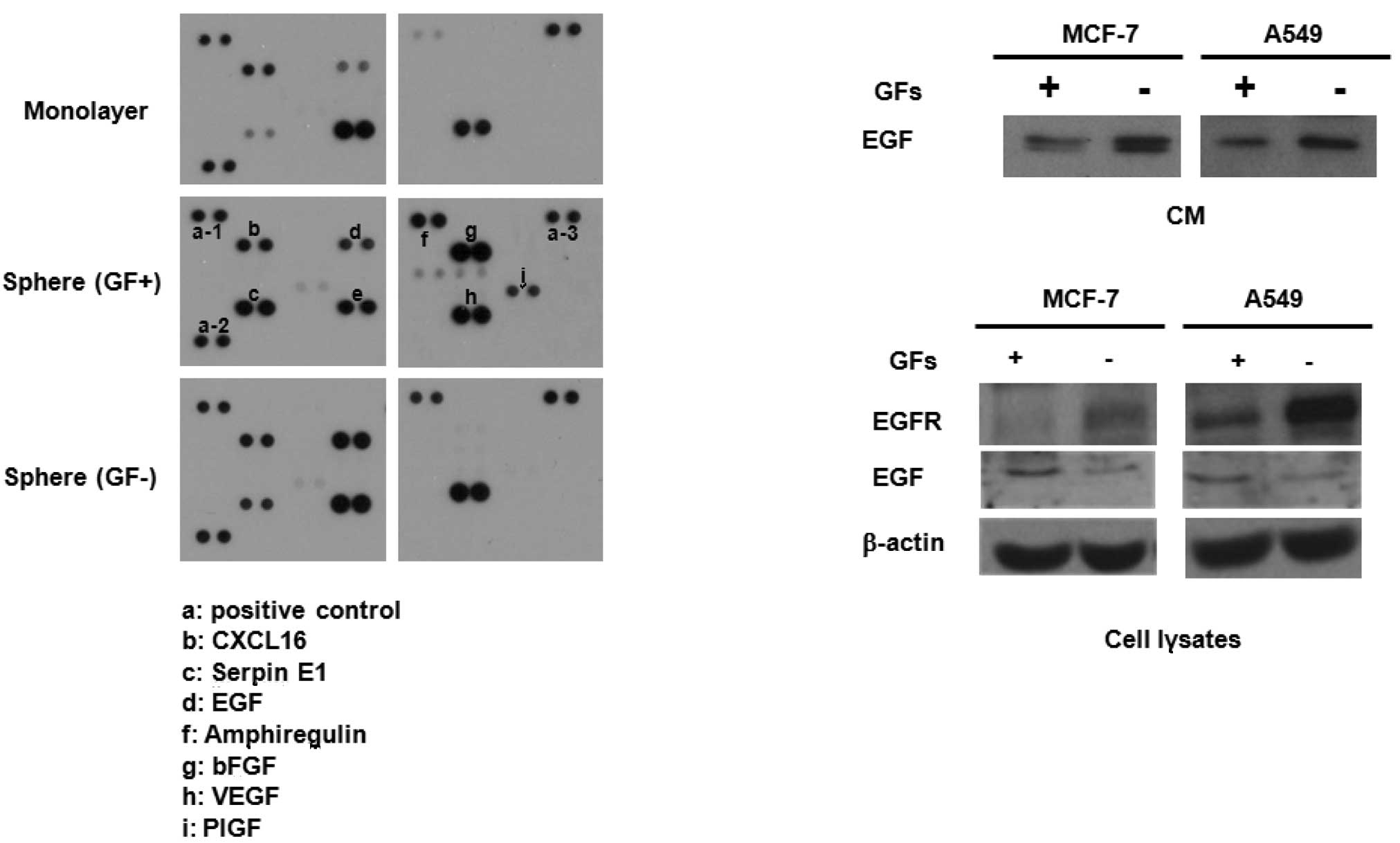 Cancer stem-like cells persist in established cell lines through ...