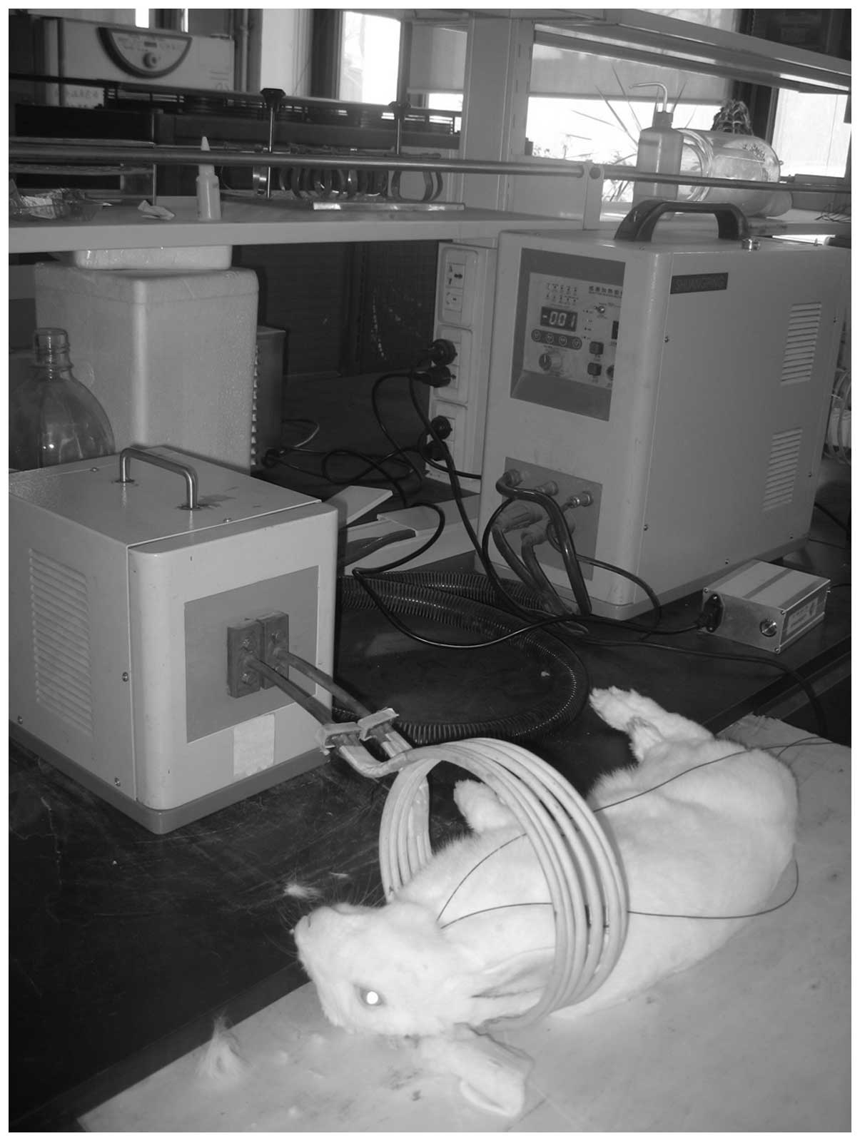 Local hyperthermia for esophageal cancer in a rabbit tumor model ...