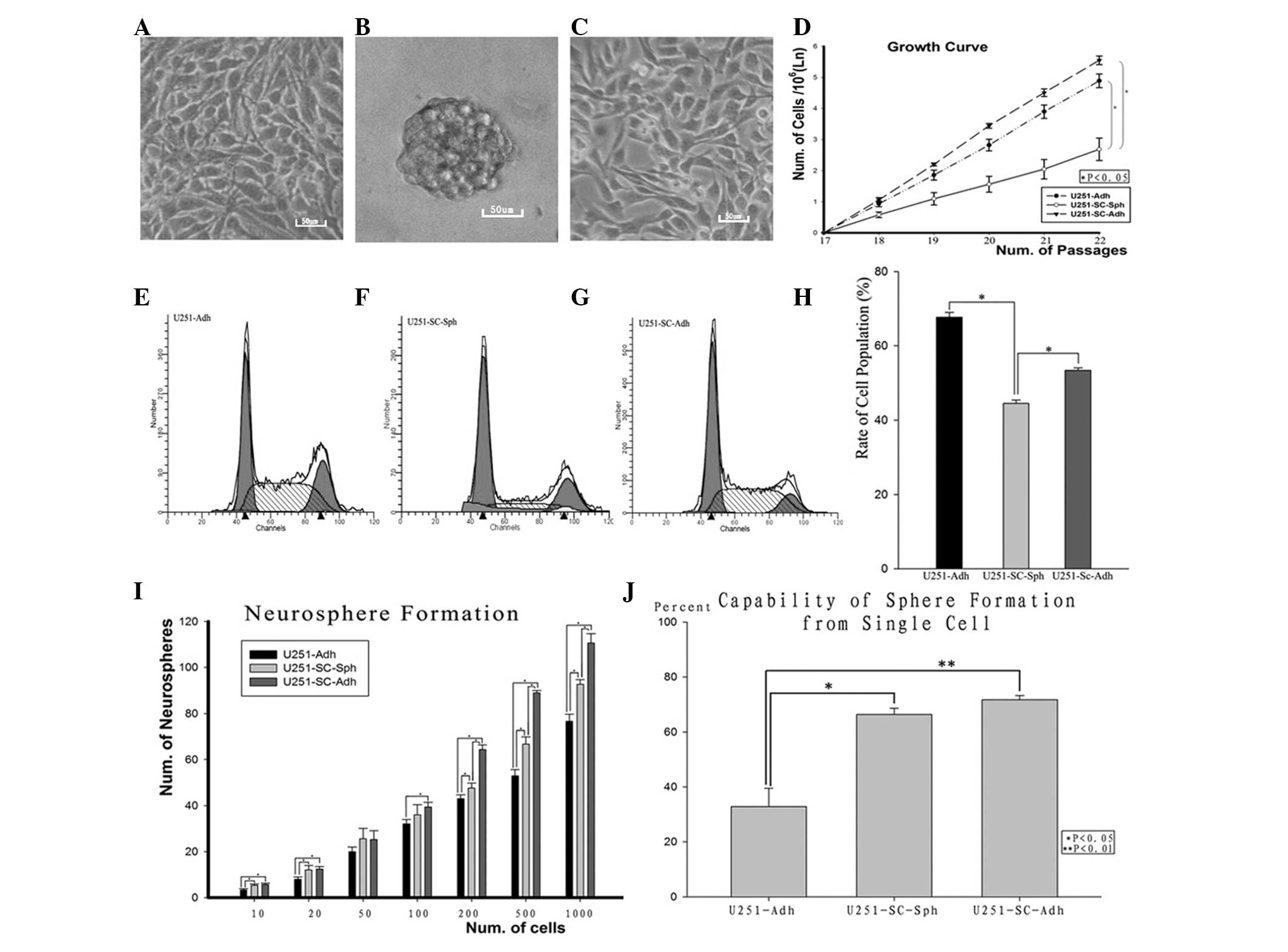 Identification of U251 glioma stem cells and their heterogeneous stem ...