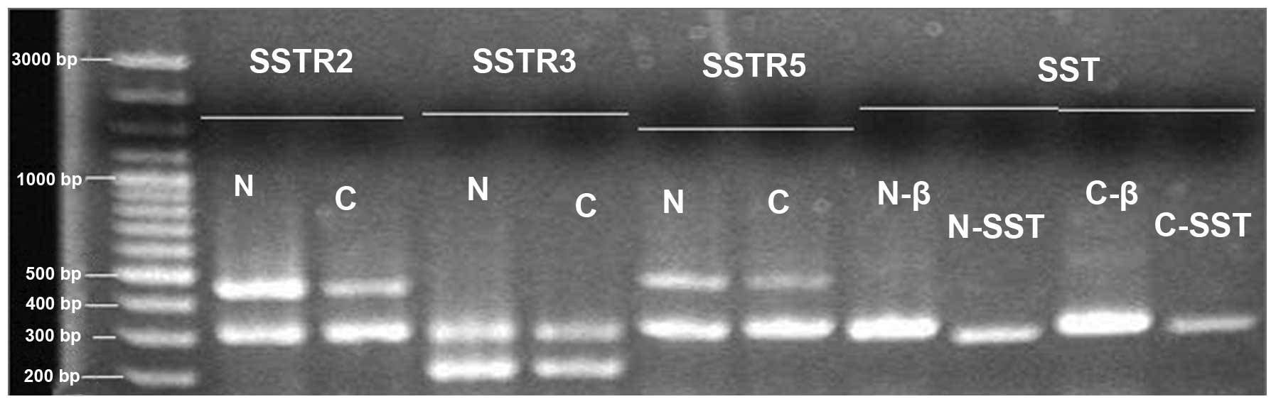 Analysis of somatostatin receptors and somatostatin promoter ...