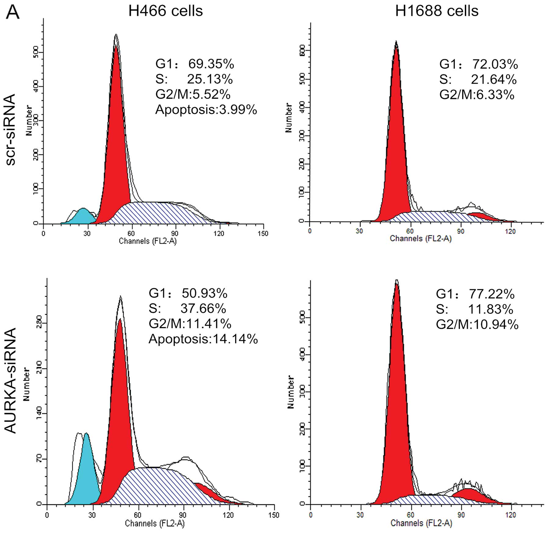 Knocking Down The Expression Of Aurora A Gene Inhibits Cell