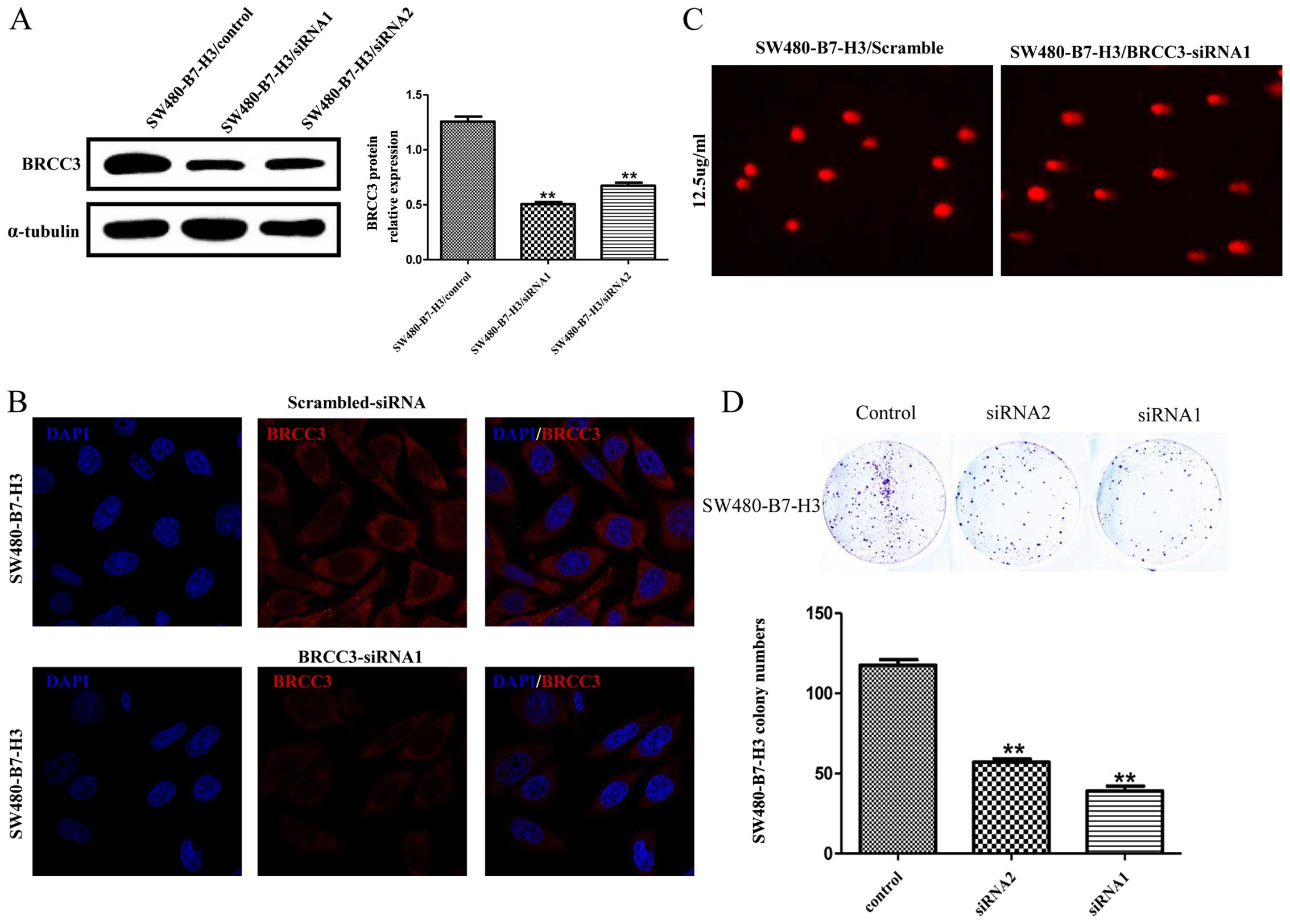 B7-H3 upregulates BRCC3 expression, antagonizing DNA damage caused by 5-Fu