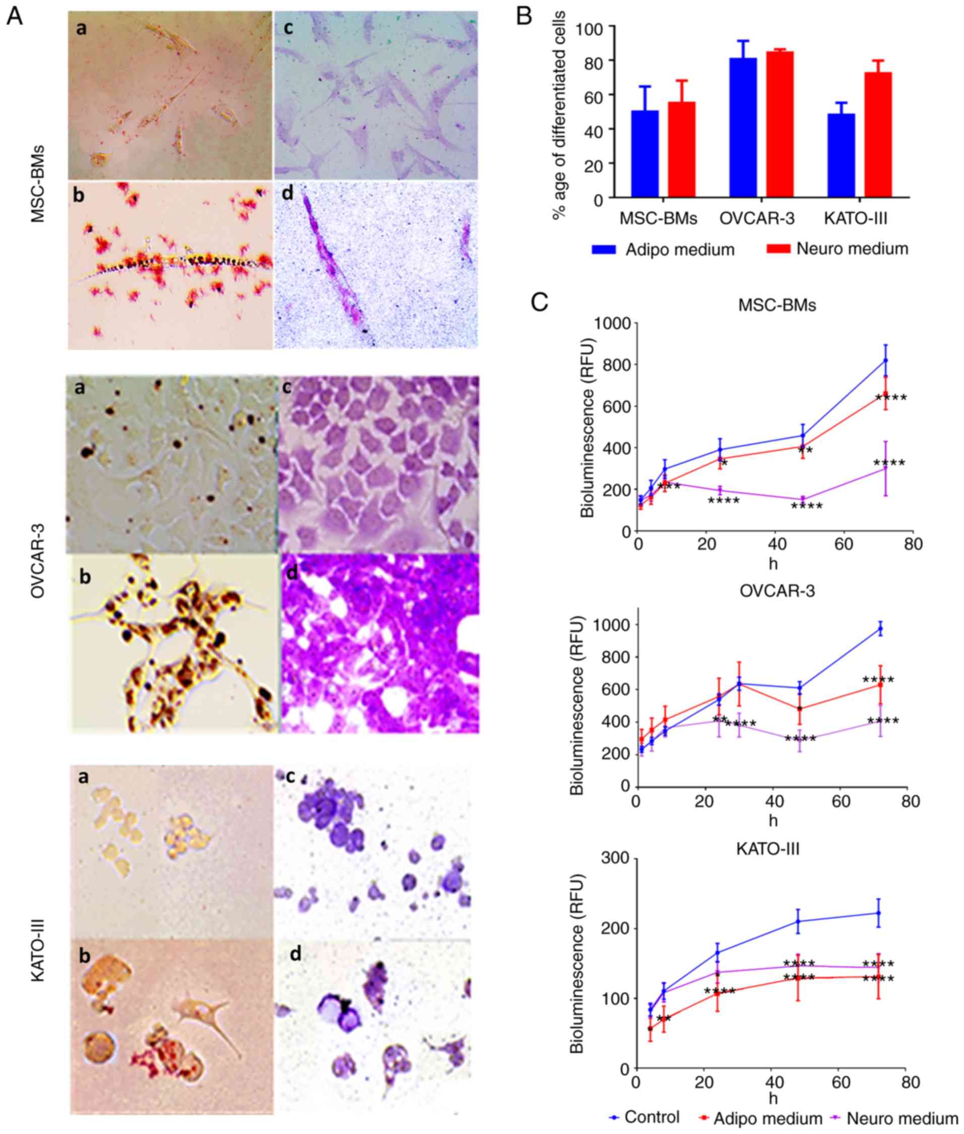 Induction Of Differentiation Cancer at Ralph Bracy blog